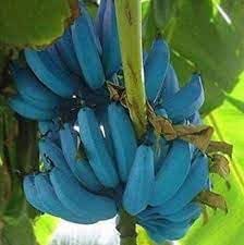 SVM SHOP All Time Blue Java Banana, Purple Banana, Ice Cream Banana ...