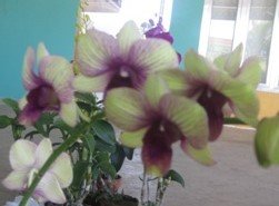Dendrobium Live Orchid Plant Super Pop : Amazon.in: Garden & Outdoors