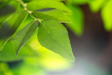 SelpLine | Mithi Neem | Curry Patta Live Plant (Neem seeds free ...