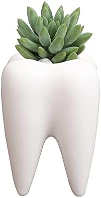 Amazon.com : Easyinsmile Teeth Shaped Molar Vase White Ceramic ...
