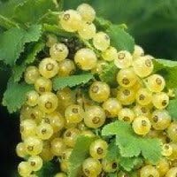 Ribes rubrum 'Werdavia' Bush : Amazon.de: Garten