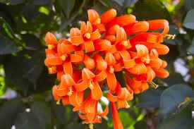 HANDICRAFTS NIRVANA Begonia Venusta Orange Flame Vine (Venusta) Live ...