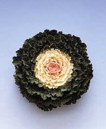 Amazon.com : Flowering Kale Songbird White 1,000 Seeds : Patio, Lawn ...