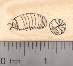 Amazon.com: Pill Bug Rubber Stamp, Roly Poly, Potato Bug, Sow Bug ...