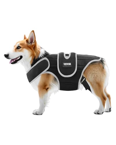 Back Brace for Dogs – The 15 best products compared - Wild Explained