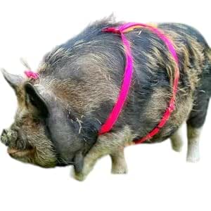 Amazon.com: Newly Designed Pig/Hog Harness Longer Backstrap (X-Large ...