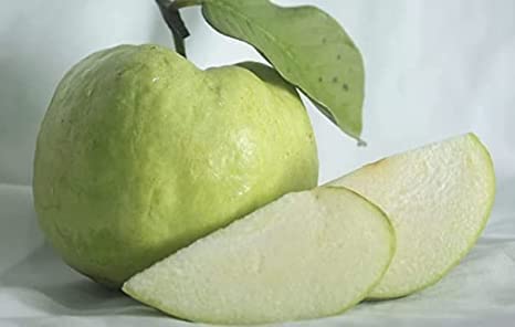 "White Indonesian Seedless " Grafted hybrid Guava - 1 Healthy Live ...