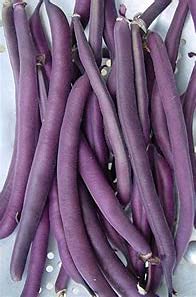 Amazon.com: Royal Burgundy String Bean Seed - stringless purple pod ...