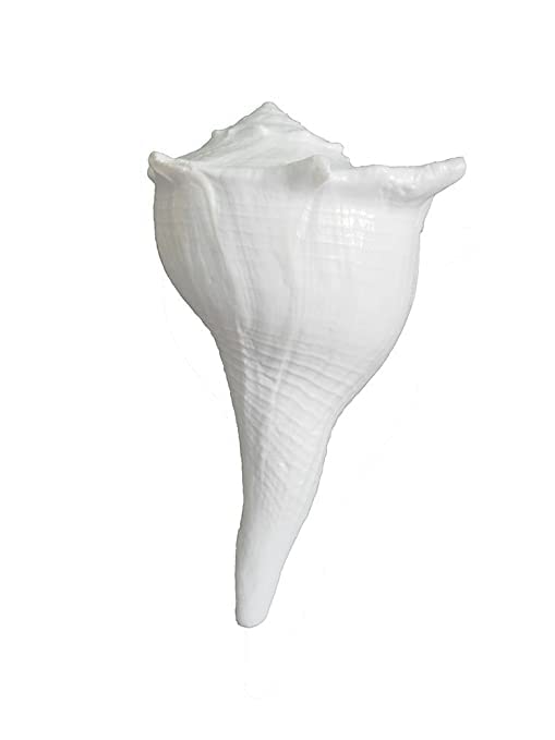 Buy Dakshinavarti Shankh Original Valampuri Sangu Dakshin Mukhi Shankh ...