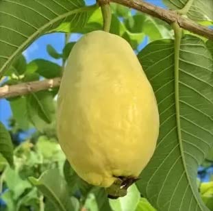 Green view "Khaja (Bengal Safeda)" Grafted hybrid Guava - 1 Healthy ...