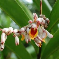 THE GREEN VIEW GARDENS Live Green Cardamom Plant Hybrid Elaichi Tree ...