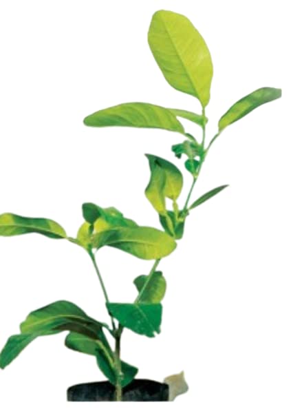 keralagro karinaragam/lemon/Curry Lemon Vadukapuli Narakam Plants ...