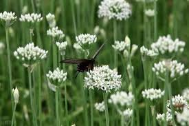 Garlic Chives/Oriental Garlic/Asian Chives Root for Live Plant : Amazon ...