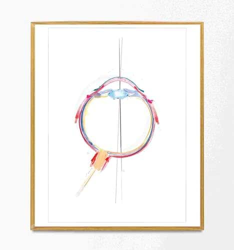 Amazon.com: Eye Anatomy Art Poster, Eye Anatomy Decor, Ophthalmology ...
