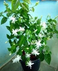 Uniquetree Jui Ful Live Plant (Indian Variety Healthy Rare Plant With ...