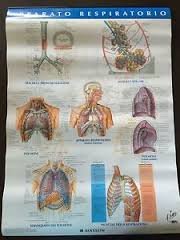 Poster apparato respiratorio : Netter, Frank H.: Amazon.fr: Livres