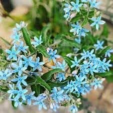 Amazon.com : New Fresh 90pcs TWEEDIA Flower Seeds Generic : Patio, Lawn ...