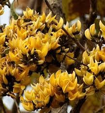 Uniquetree Palash Flower Live Plant (Indian Vairety Healthy Rare Plant ...