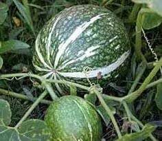 5 Samen von TRN079 Haifisch-Flosse-Melone (Cucurbita pepo Ficifolia ...