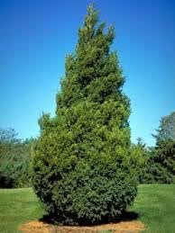 Amazon.com : Eastern Red Cedar Tree Seedling, 12-18 Inches Tall ...
