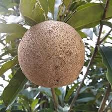 GreenPoint Rare Kalapati Variety Sapota/Chiku/Sabeda Fruit Healthy ...