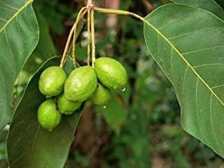 GreenEarth Original Haritaki Live Plant (kadukkai podi) Terminalia ...