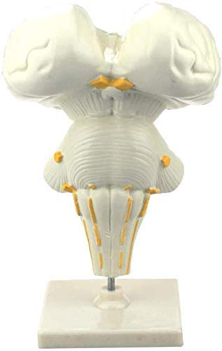 Buy Model of Human Brain - Anatomy Brain STEM Structural Medical ...