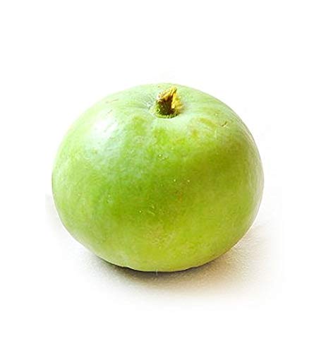 SHOP 360 GARDEN High Yielding Hybrid Tinda/Round Gourd Vegetable Seeds ...