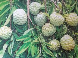 GREEN VOLCANO Custard Apple Super Green Thai Sugar Apple Sitafal Ata ...