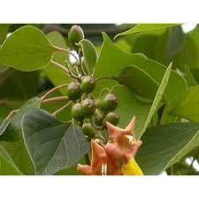 Buy Shrisha Organic Gambhari Chaal - Gambhari Chhal - Gamhar Chaal ...