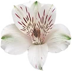 Amazon.com : Virginia (White) - Alstroemeria - 120 stems : Arts And ...