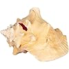 Amazon.com: Nautical Crush Trading Conch Shell Decor - Seashell Decor ...