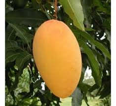Amazing Store Mango Badami, Aam Badami Grafted [Pack of 2]- Live Plants ...