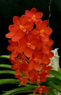 Kalpataru Orchid Vanda "Pedro Bonetti Jairak" Pack of 1 live plant ...