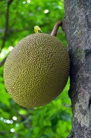 RARE AND ORIGINAL PINK THAILAND JACKFRUIT LIVE PLANT : Amazon.in ...