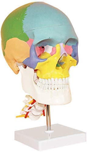 Buy Human Skull Model, PVC Mini Medical Head Model with 7 Cervical ...