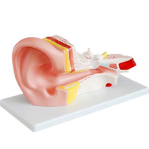 Teaching Model Anatomy Models Human Ear Model 3 Times Life | Desertcart ...