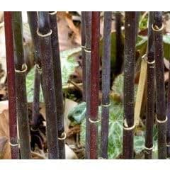 Red Bamboo Seeds For Garden Pack Of 75 : Amazon.in: Garden & Outdoors