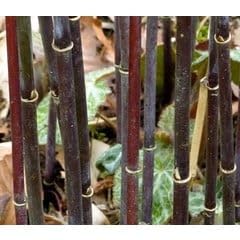 Red Bamboo Seeds For Garden Pack Of 75 : Amazon.in: Garden & Outdoors