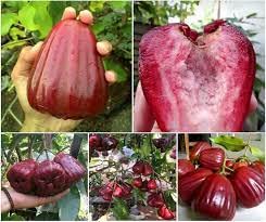 Greenvalue Live Red water Apple red jamrul big size jamrul Jambo water ...