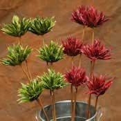 Amazon.com: Dried Mum Flowers - 6 Mum Flower Stems : Home & Kitchen