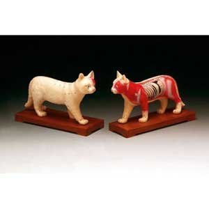 Model Cat with Acupuncture Points | Amazon.com.br