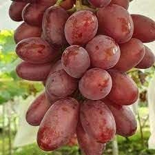 SOMNIA NURSERY Rare Sweet Seedless Long Red Grape,Lal Angoor (Vine ...