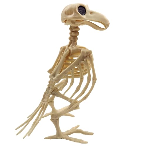 Bones of the Night: Delving into the Owl Skeletal System - Birds & Wetlands