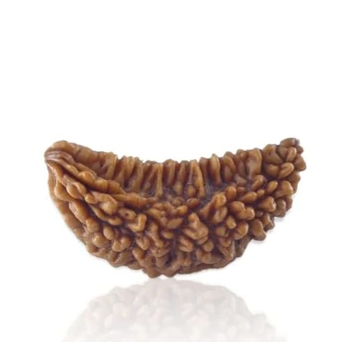 Hdbg One Face Rudraksha Original Nepal 1 Mukhi Kaju Dana Rudraksha ...