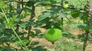 Spine gourd seeds hybrid (Pack of 10) : Amazon.in: Garden & Outdoors