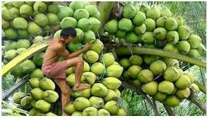 RADHA RANI PLANT HOUSE - Rare Hybrid Thousand | Hajari Coconut Live ...