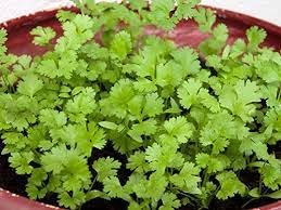 Dhaniya seeds for planting, planting seeds of dhaniya (Pack of 150 ...