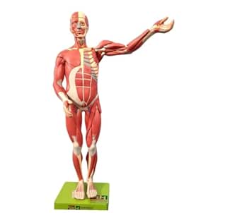 RH Enterprises- Human Muscle and Organ Model 27-Part Removable Parts II ...