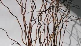 Amazon.com : Red Curly Willow Branches : Plants : Home & Kitchen